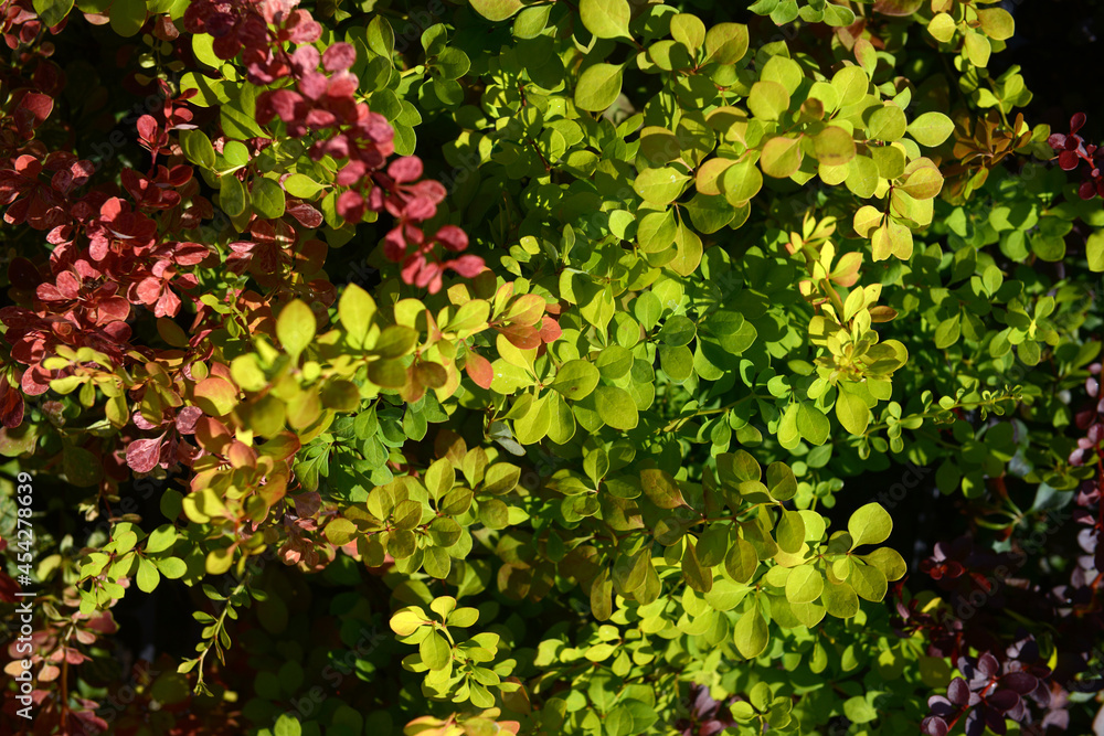 Berberis thunbergii, the Japanese barberry, Thunberg's barberry, or red ...