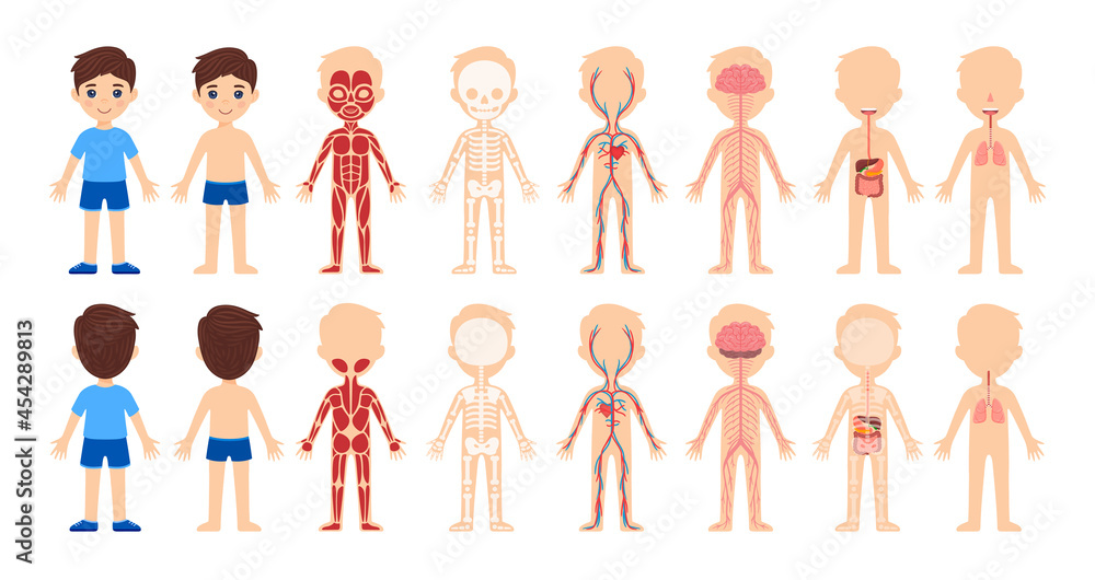 Set of isolated cartoon boys and human body system.Front and back views ...