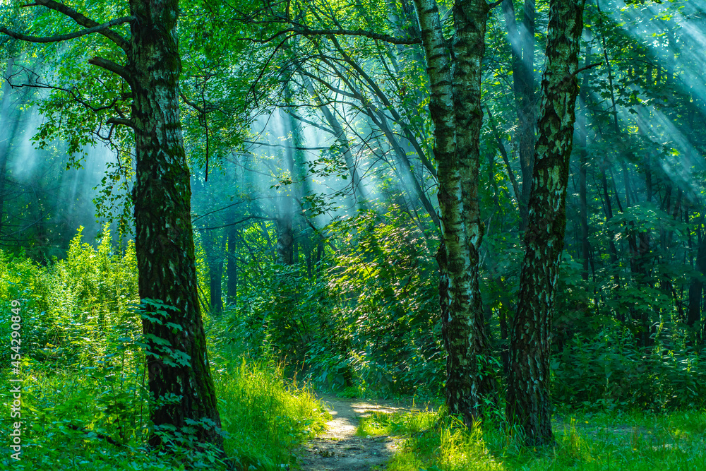 Rays of light making their way through the foliage of trees in the park ...
