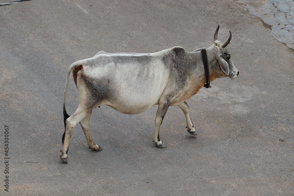 A stray cow roaming right in the middle of the street in Indian cities ...