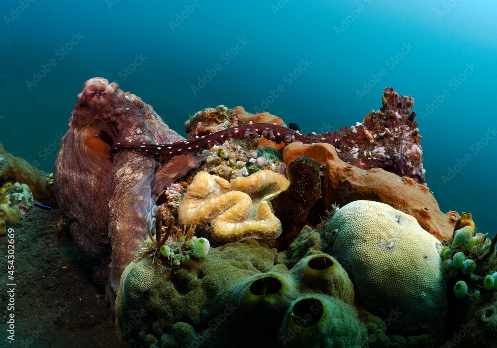 Extremely rare photo of mating two octopuses - Octopus cyanea, also ...
