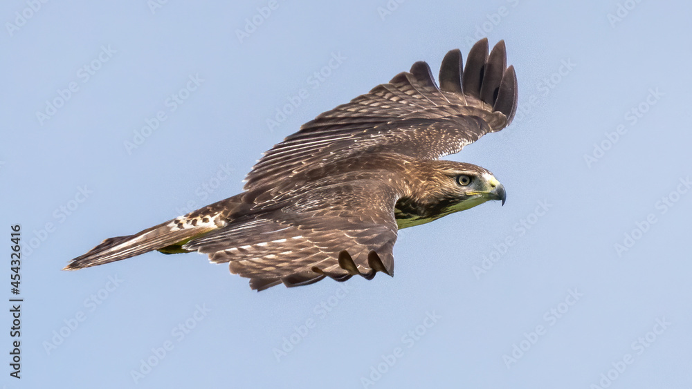 Coopers Hawk In Flight