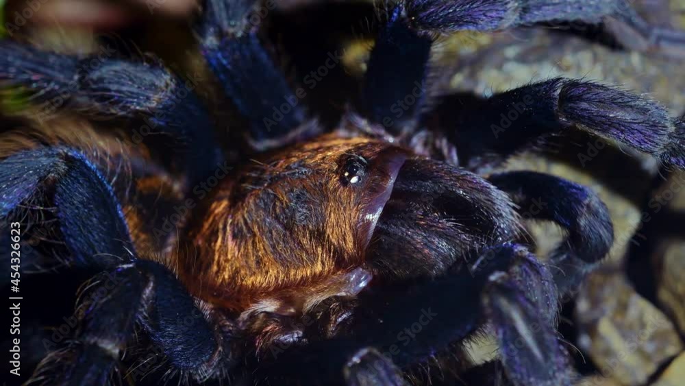 Costa Rican Suntiger Tarantula - Davus ruficeps is a species of spiders ...