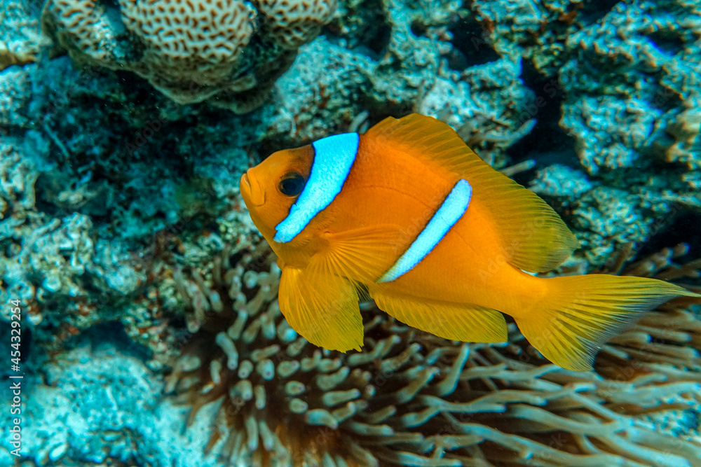 Red Sea anemonefish - Red Sea clownfish (Amphiprion bicinctus) Stock ...