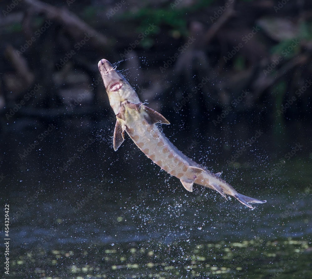 Wild Adult Gulf sturgeon - Acipenser oxyrinchus desotoi - jumping out ...