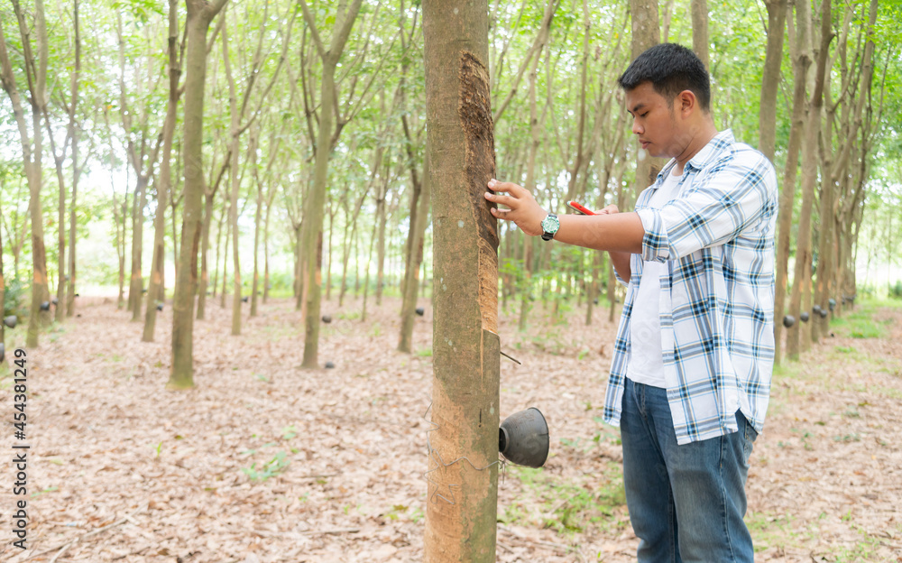 Asian man farmer agriculturist happy at a rubber tree plantation with ...