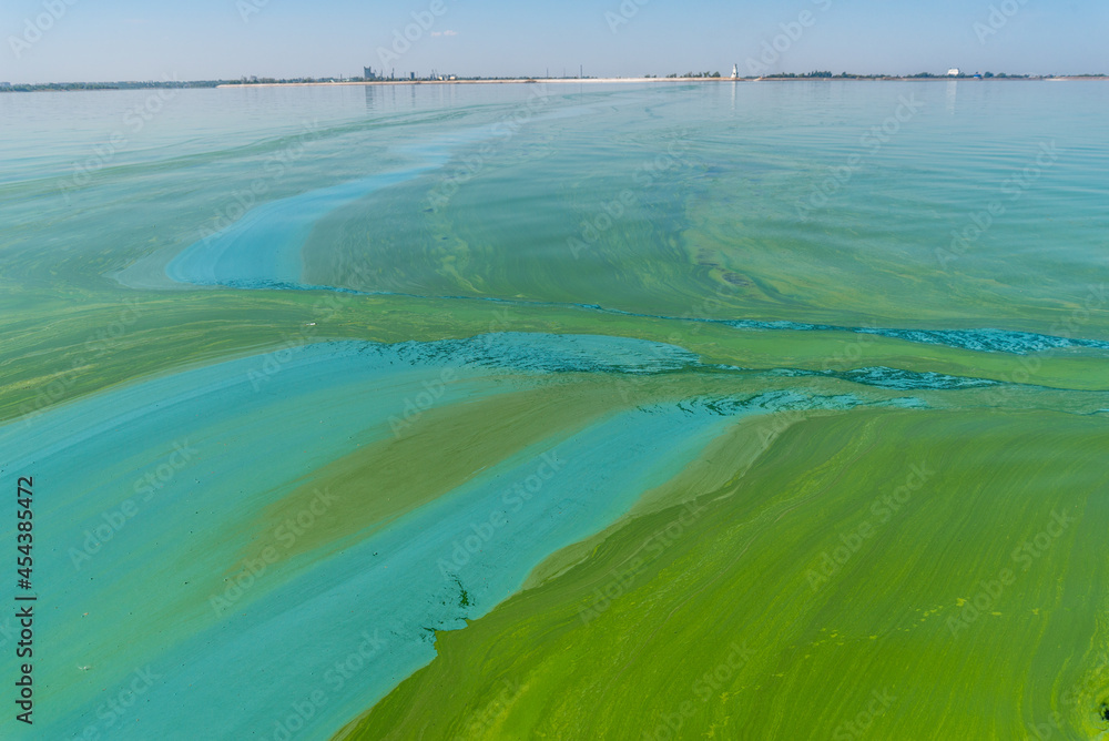 Water pollution by blooming blue-green algae - Cyanobacteria is world ...