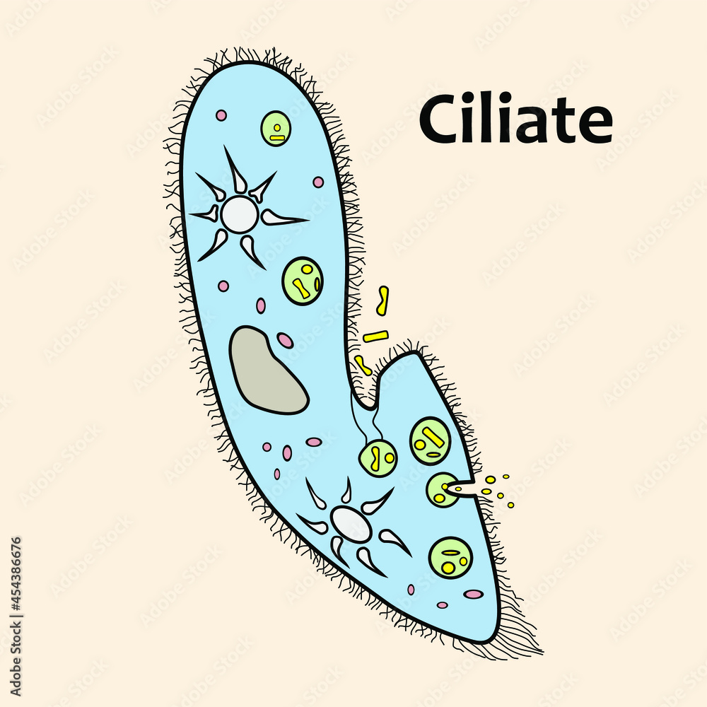 Anatomy of a ciliate slipper. The structure of unicellular organisms ...