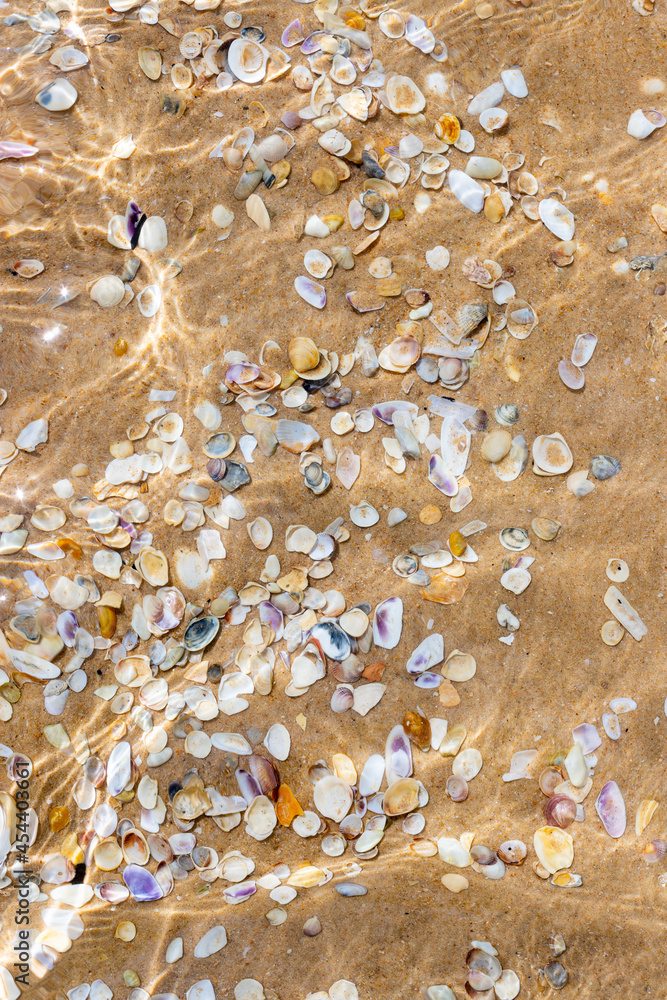 Seashells on the sand bathed by a transparent sea, Ria Formosa Natural ...