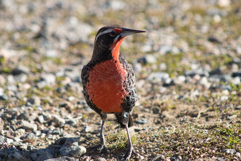 Ave silvestre en su hábitat, de color rojizo en el pecho Wild bird in ...