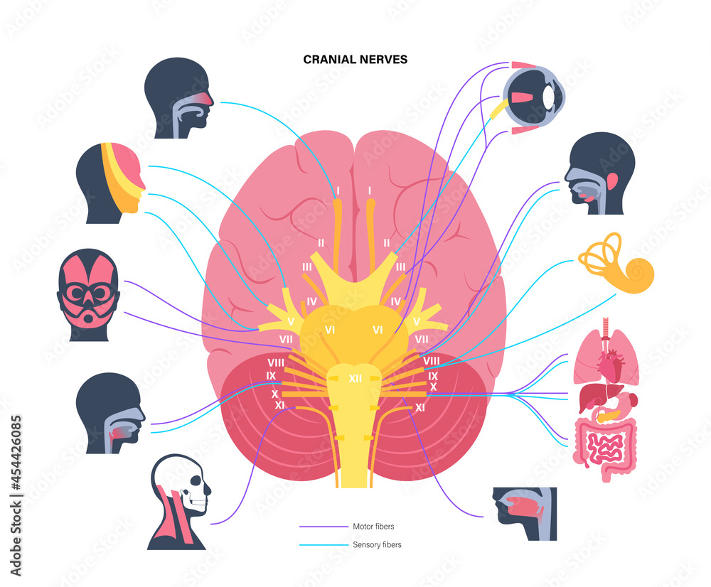 Cranial nerves diagram Stock Vector | Adobe Stock