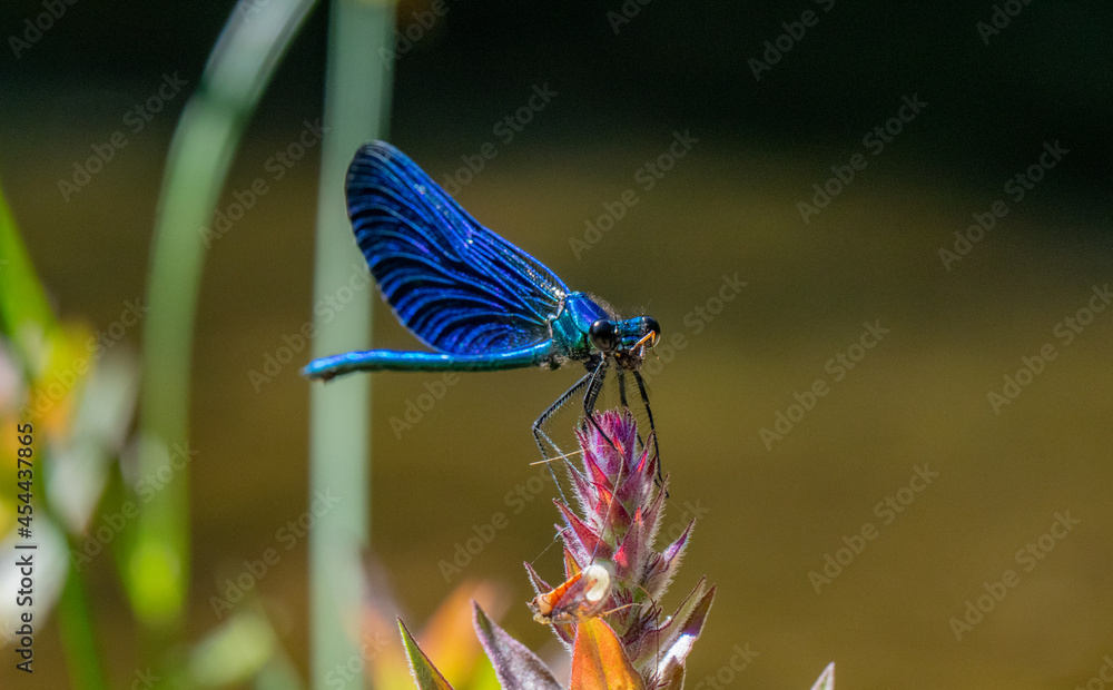 Caballito del diablo azul posado en una planta mientras se come un ...