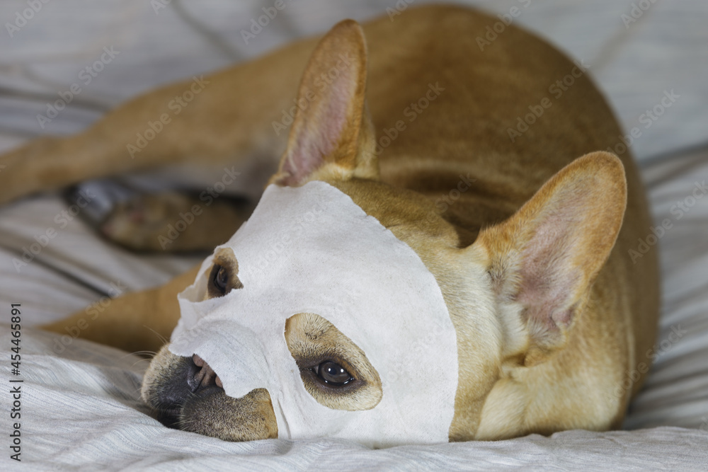5-Year-Old tan male Frenchie in bed wearing moisturizing face mask ...