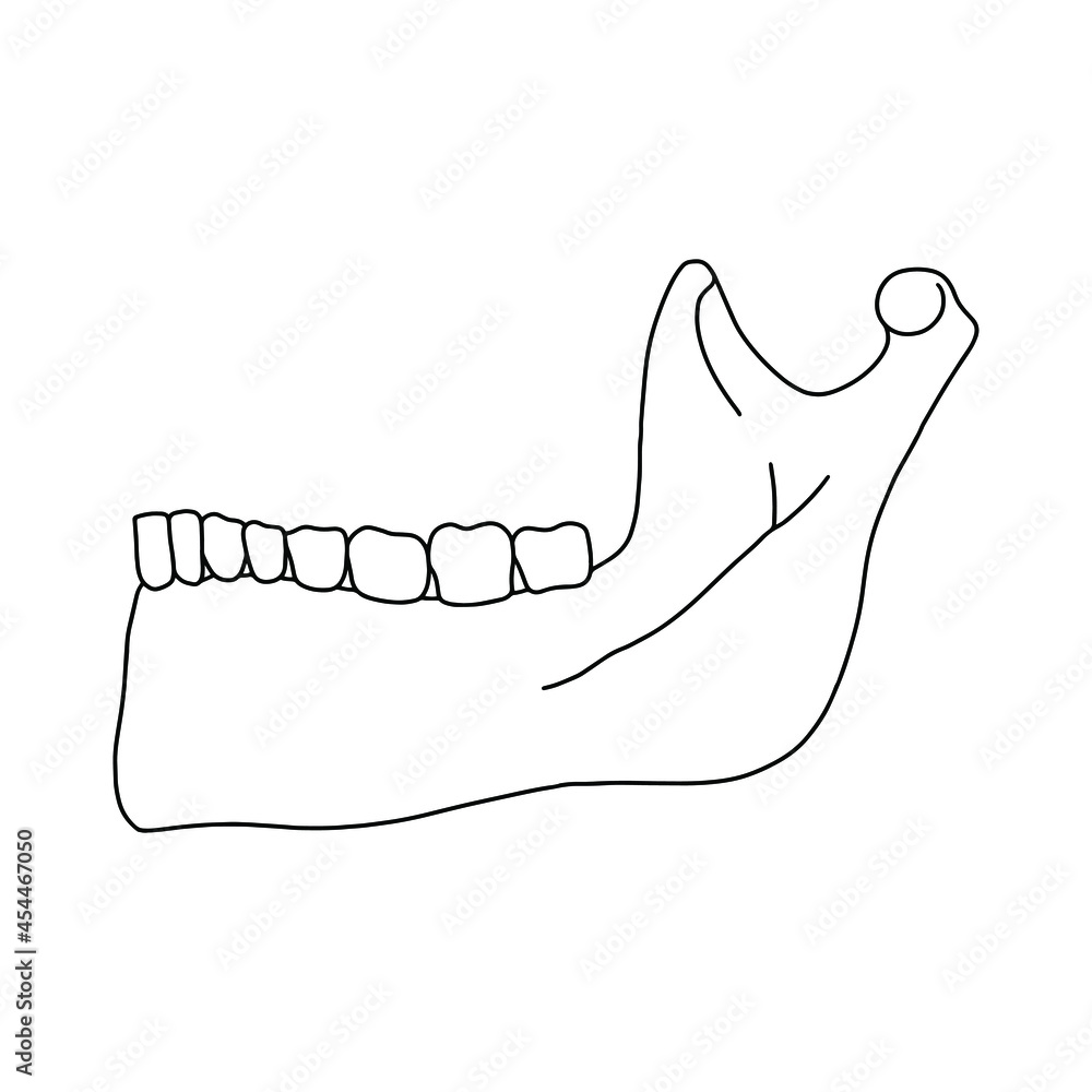 Lower human jaw with teeth, side view. Outline, anatomical, hand drawn ...