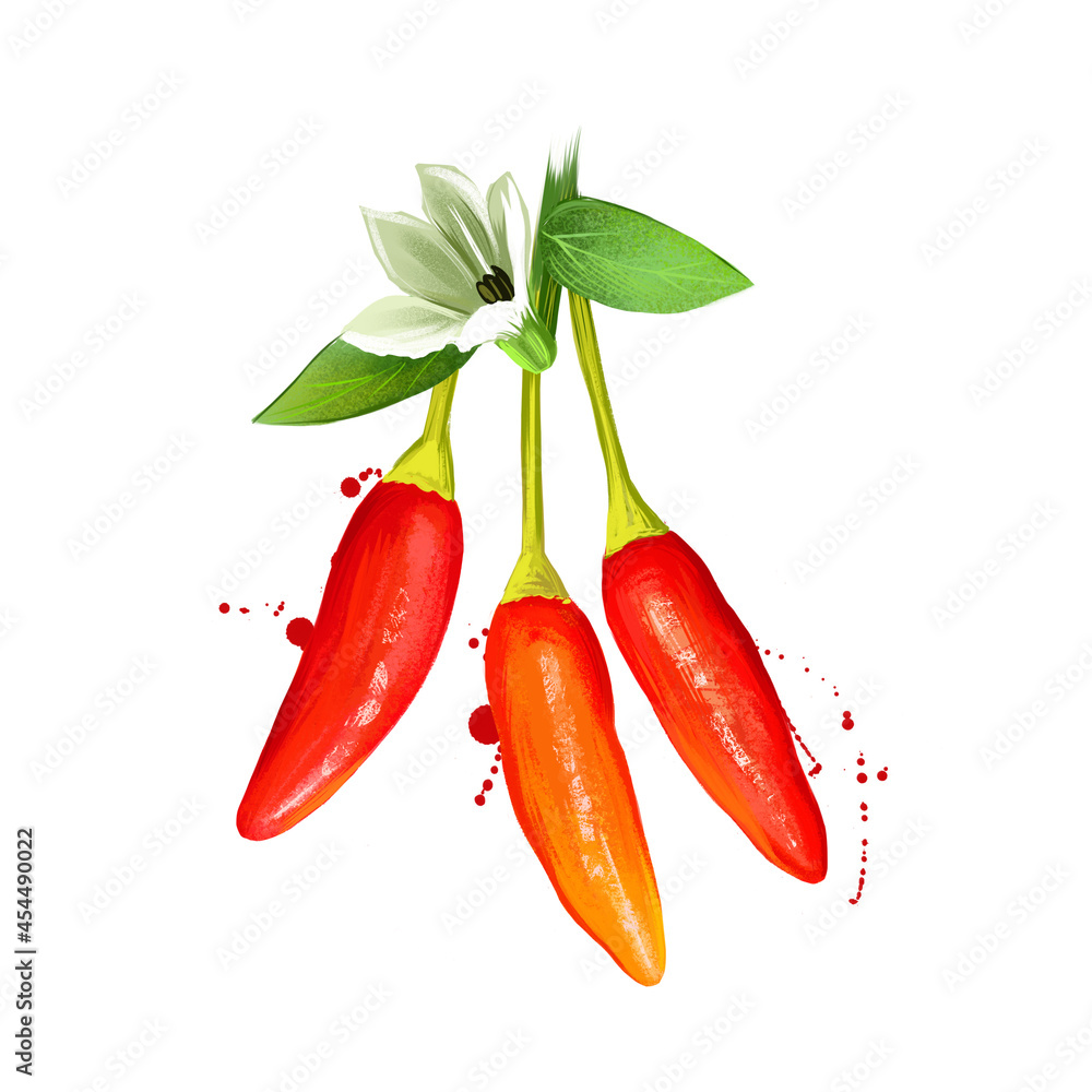 Digital illustration of Tabasco pepper, Capsicum frutescens isolated on ...