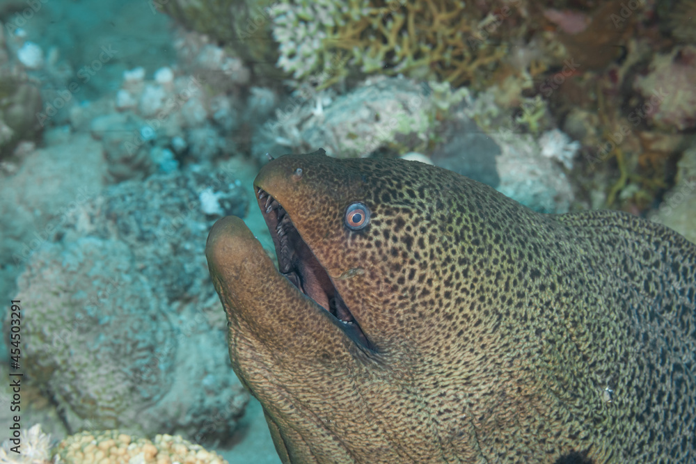 Fish of the Red Sea, Giant moray Stock Photo | Adobe Stock