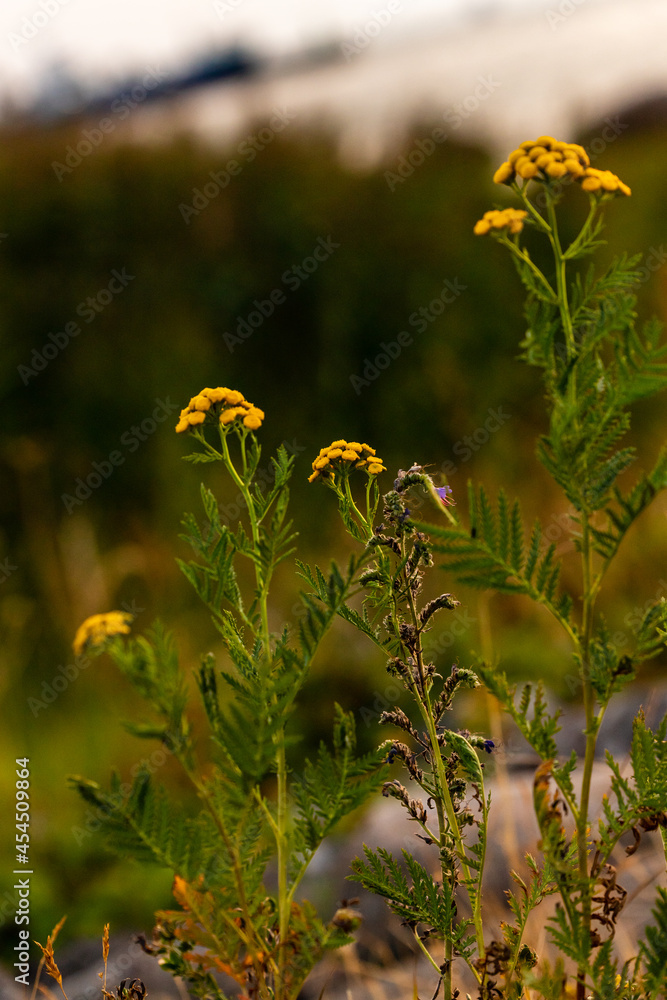 Vertical photo of yellow achillea flowers on a meadow. Yellow yarrow ...