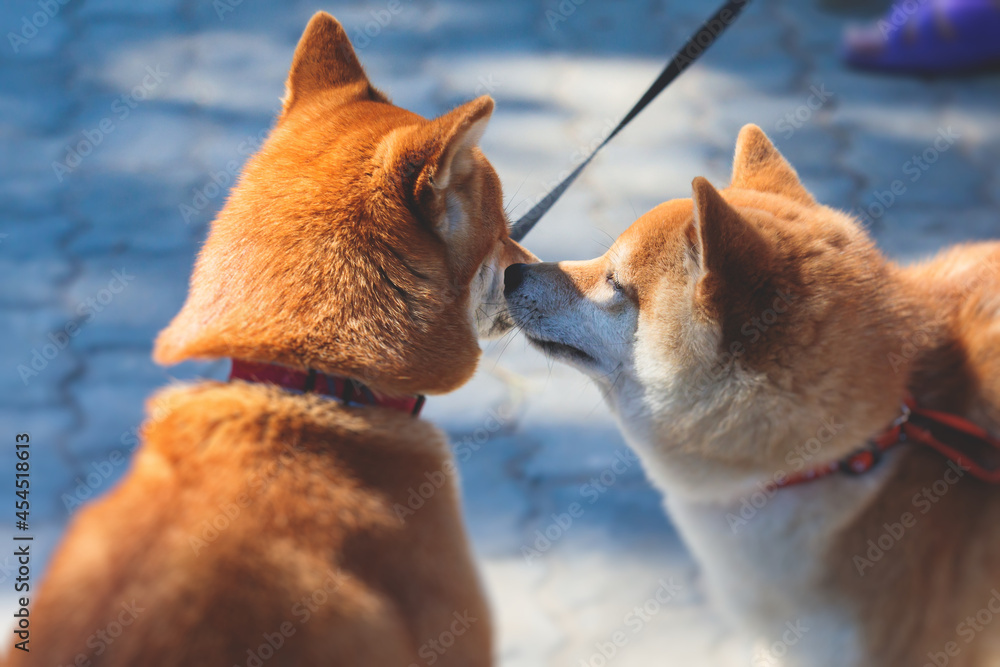 Shiba inu Japanese dog, beautiful portrait of two red grown up adult ...