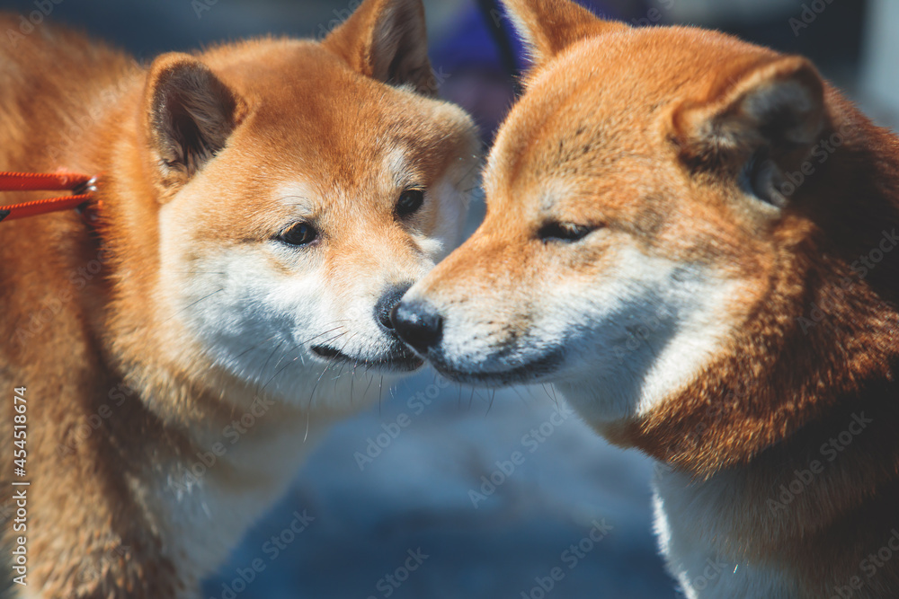 Shiba inu Japanese dog, beautiful portrait of two red grown up adult ...