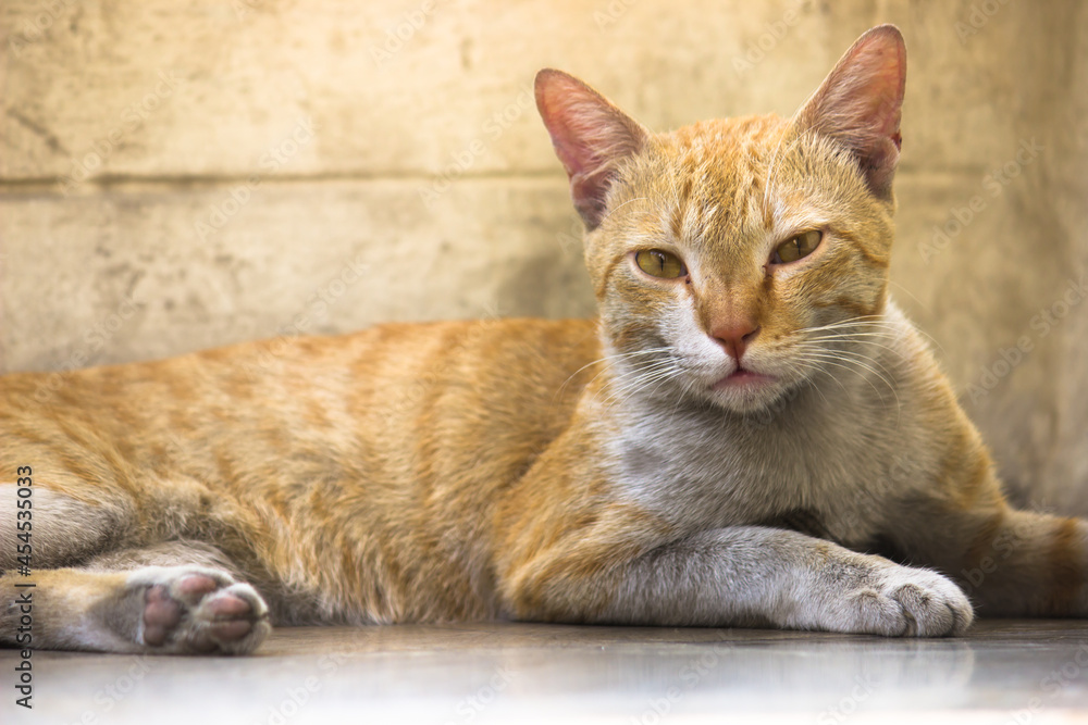 Portrait of cute looking Cat with Yellow eyes and whiskers, nice Soft ...