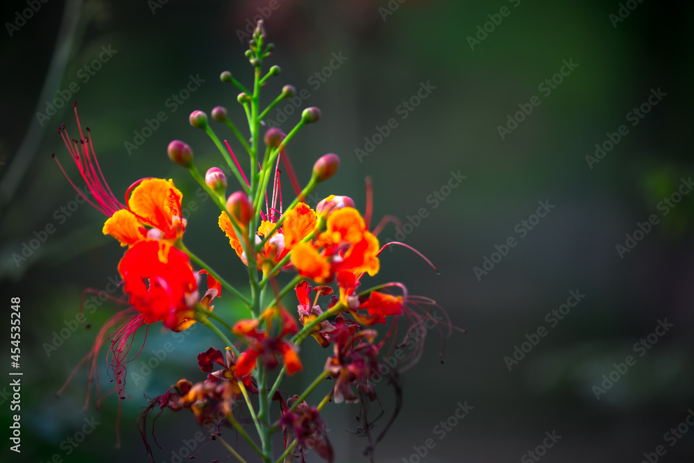 Flam-boyant, The Flame Tree, Royal Poinciana, Delonix regia is a bright ...