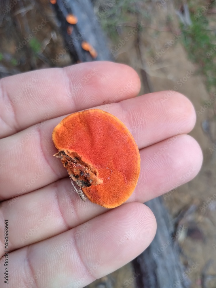 Foto de Fungo Pycnoporus sanguineus (orelha-de-pau) em tronco de cacto ...