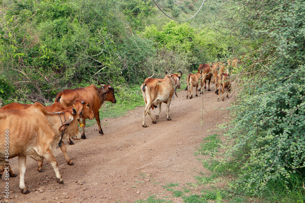 Indian Gir Cow Captured at Gir forest Gujarat India Stock Photo | Adobe ...