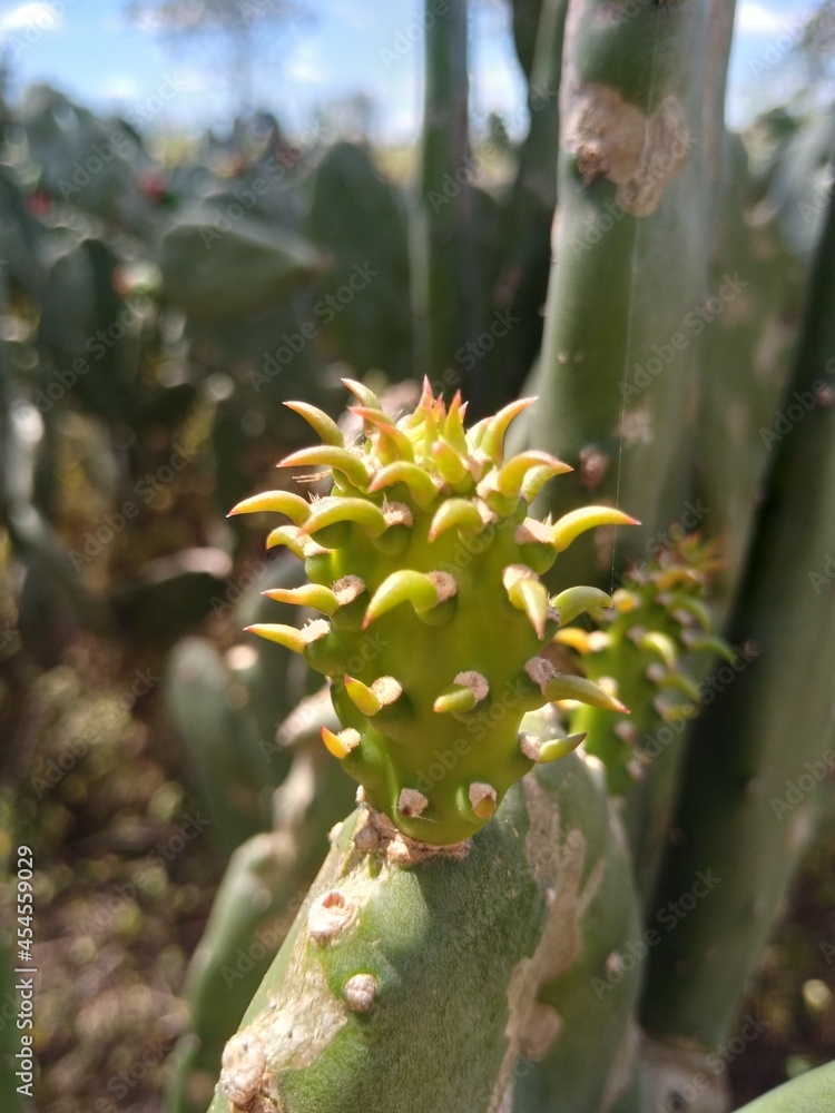 Palma Opuntia cochenillifera e seus ramos em desenvolvimento com folhas ...