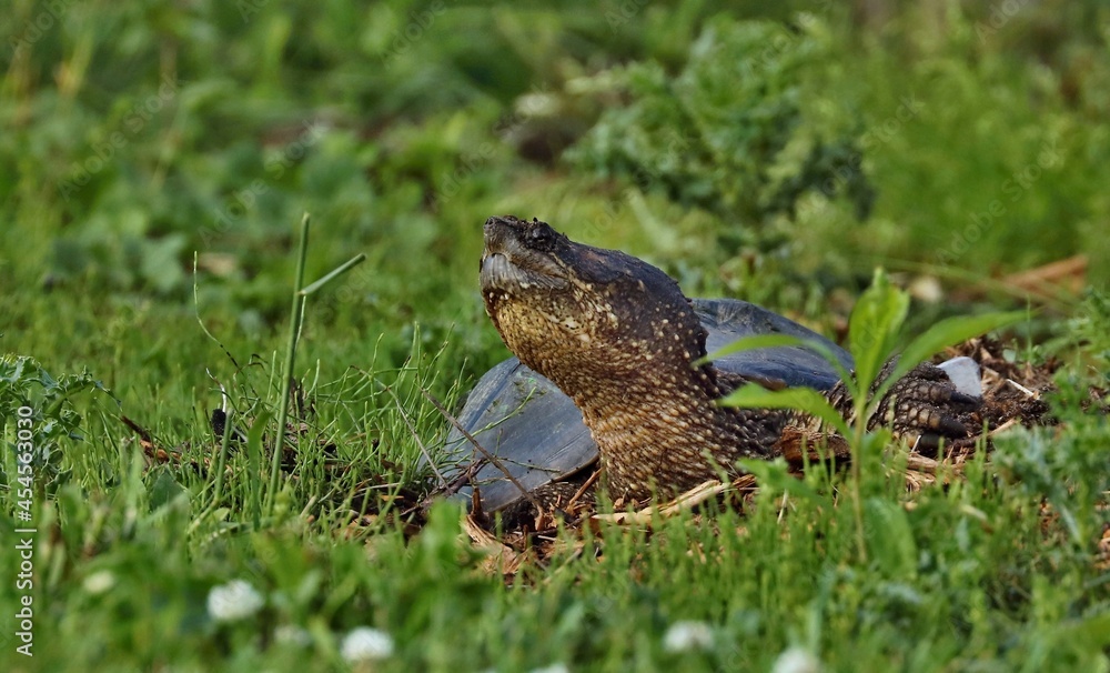 Snapping Turtle Its carapace can vary from light brown to black in ...