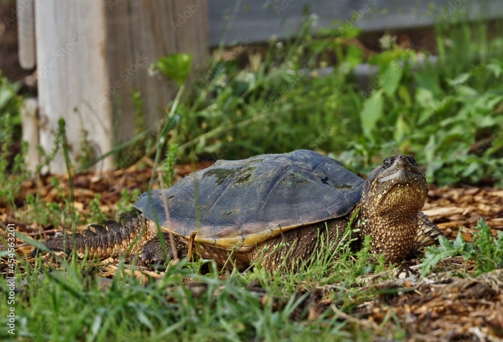 Snapping Turtle Its carapace can vary from light brown to black in ...