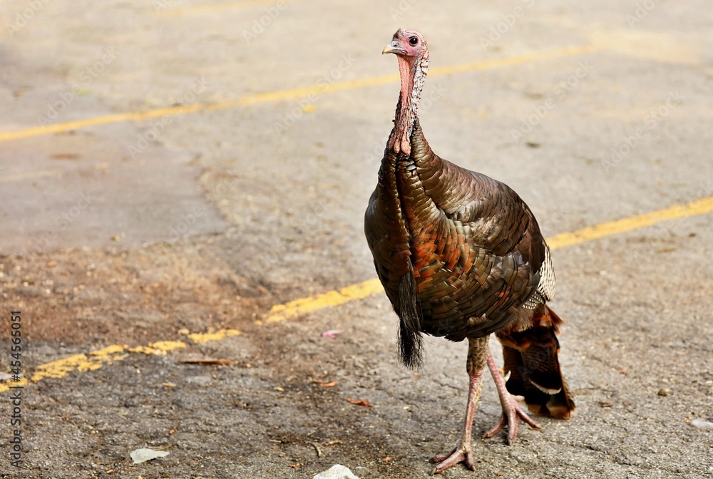 Turkey There are two turkey species the wild turkey of eastern and ...