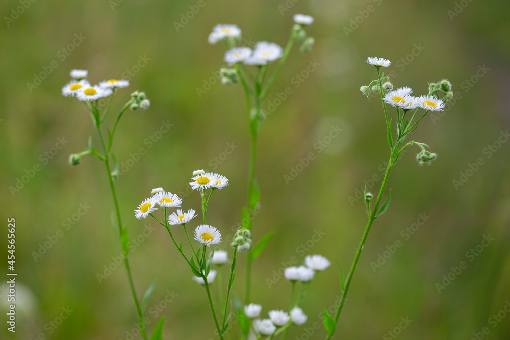 Erigeron annuus, the annual fleabane, daisy fleabane, or eastern daisy ...