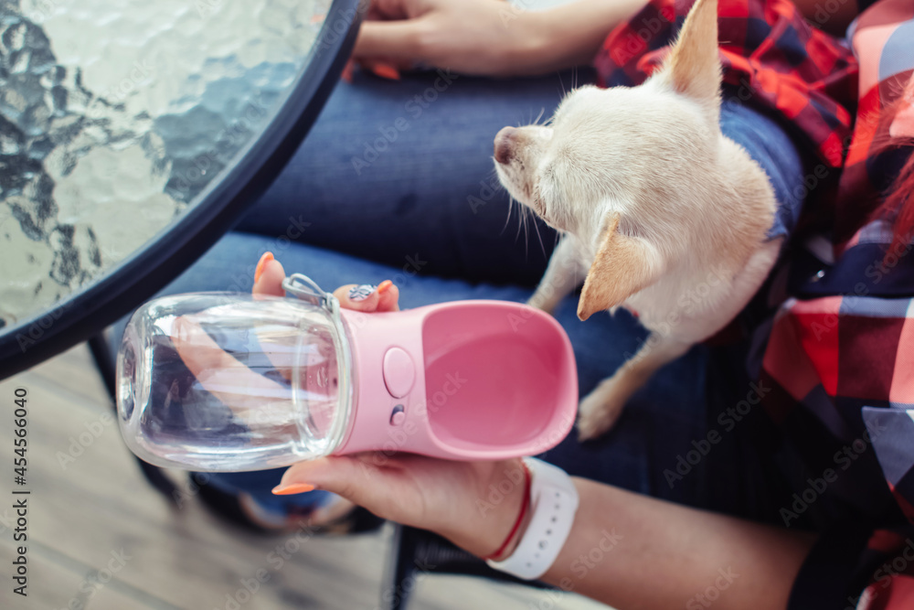 Foto de A mini chihuahua sits on the lap of its owner and drinks water ...