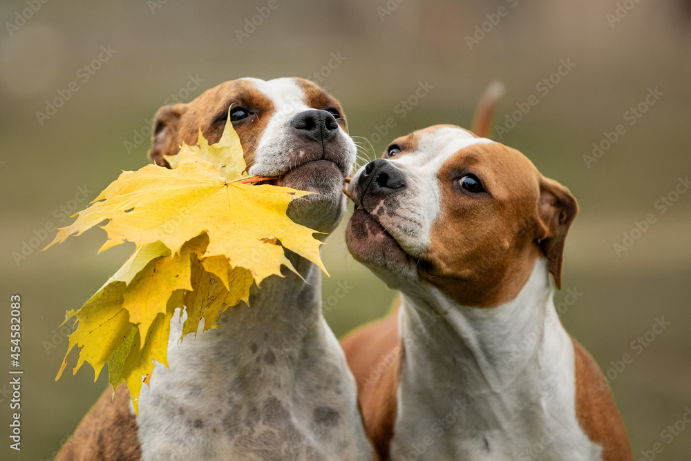 Dogs Playing In Leaves