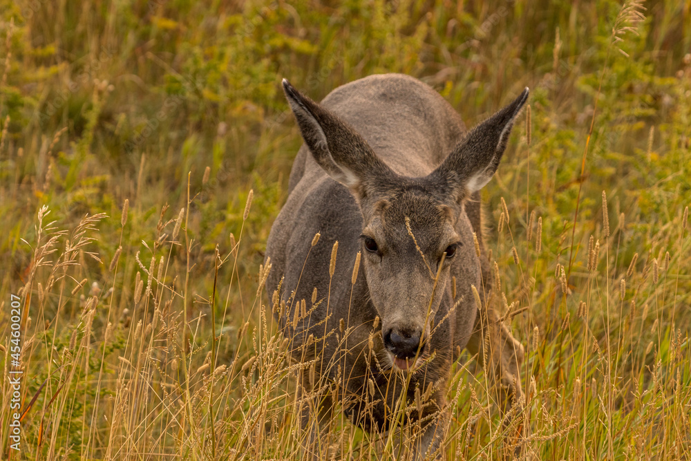 Mule deer grazing in the tall grass. Chain Lakes Provincial Park ...
