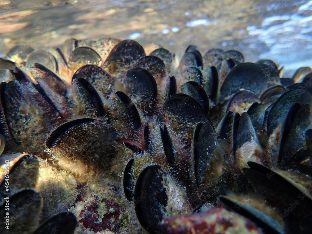 Mussels in their natural habitat, mussels on the rocks undersea, group ...