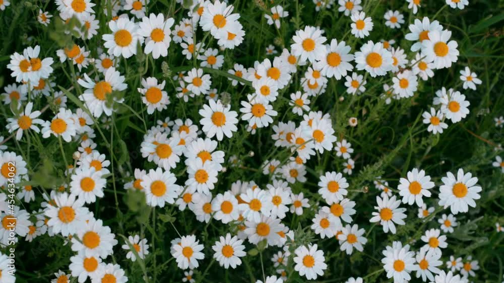 Anthemis arvensis, also known as corn chamomile, mayweed, scentless ...