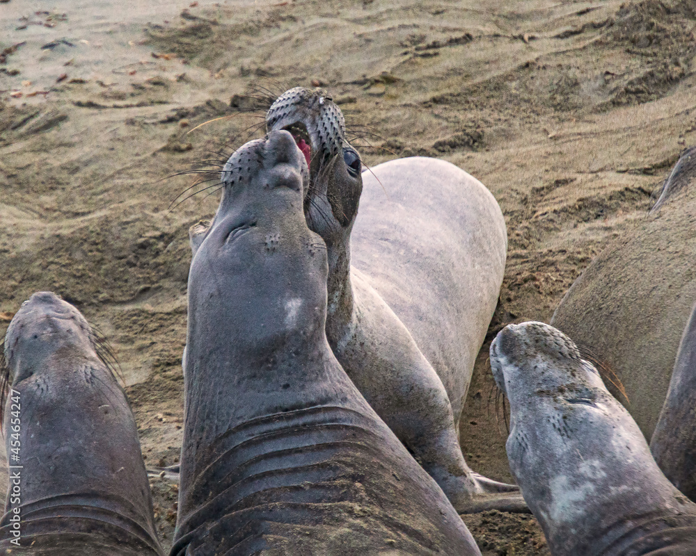 animals, Beach, Califoenia Central Coast, company, Elephant seals, e ...