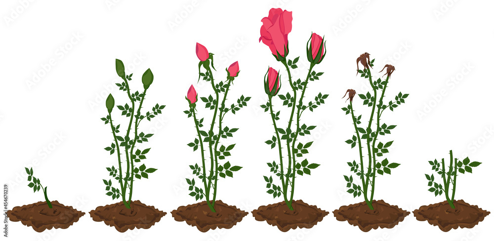 Six stages of pink rose plant growth Stock Vector | Adobe Stock