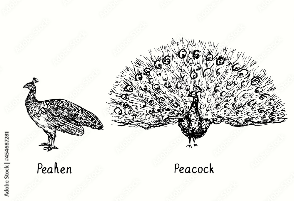 Peacock with open tail standing front view and peahen side view. Ink ...