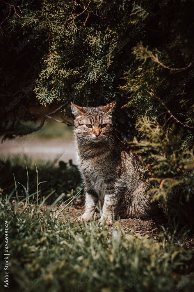 stern look of a mother watching over her offspring in the wilderness. A ...