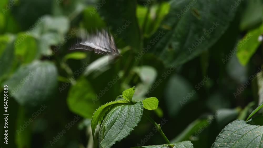 Chain Swordtail, Graphium aristeus, Kaeng Krachan National Park, UNESCO ...
