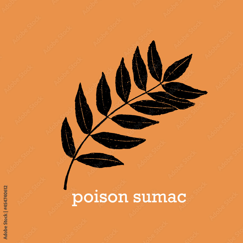 Hand drawn illustration of poisonous plant leaf Poison sumac, black ...