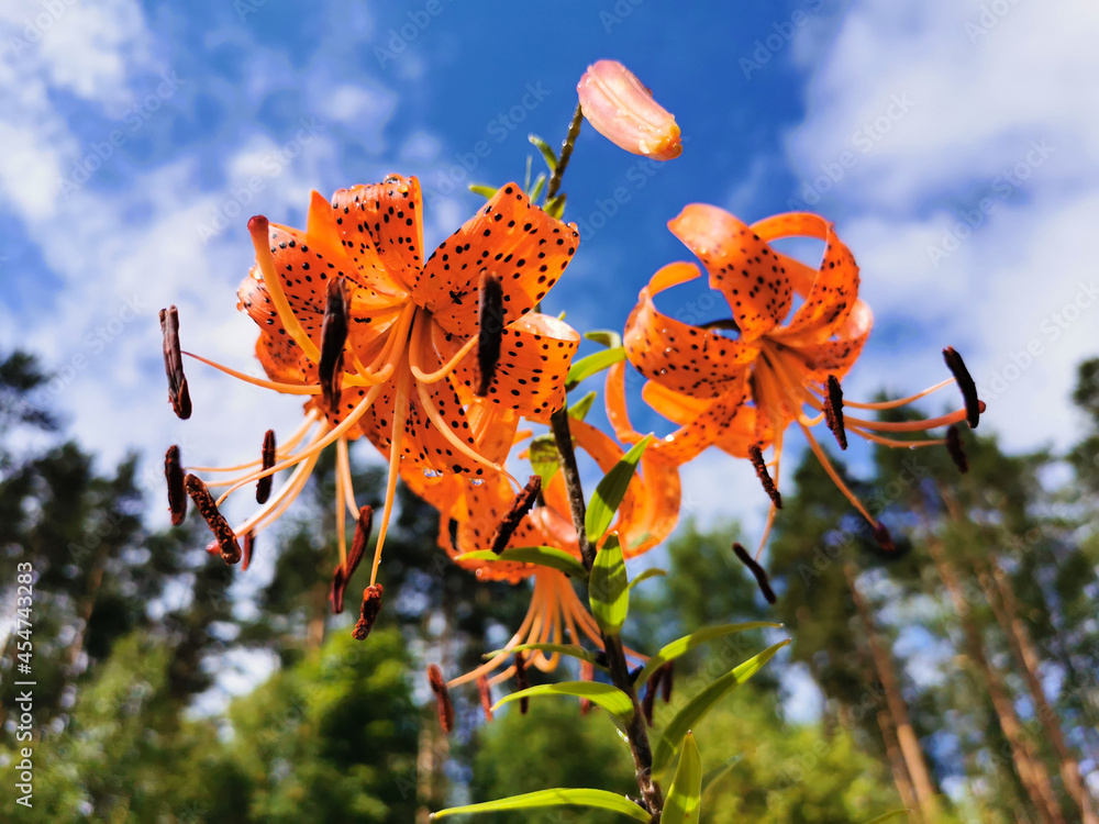 View from below of a flowering Lily lanceolate-tiger lily (Latin Lilium ...