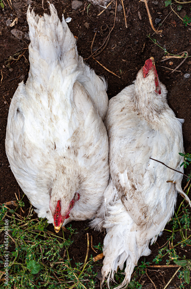 two large broiler chickens sit in a pit next to each other and look in ...