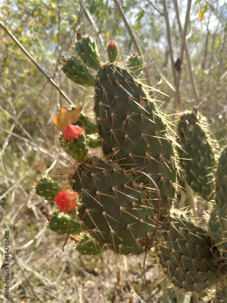Floramento em quipá (Tacinga palmadora), uma espécie de planta da ...