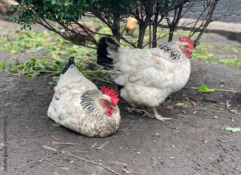 English sussex chickens. Light Sussex hen. Sussex is British breed of ...