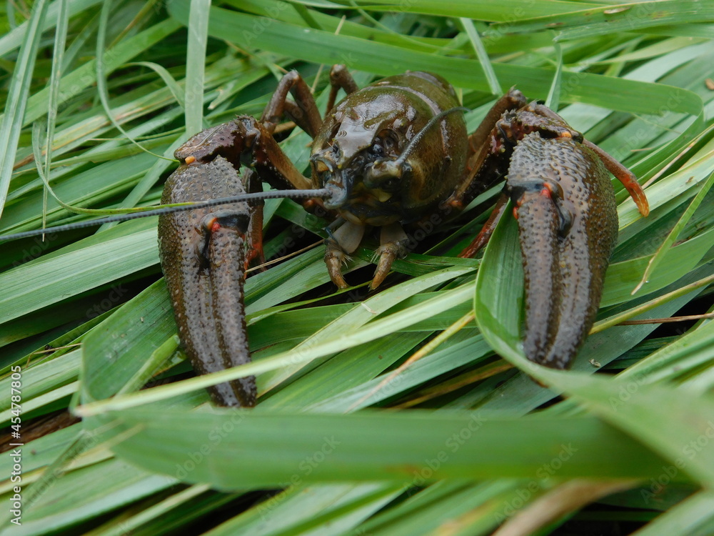 Astacus astacus, the European crayfish, noble crayfish, or broad ...
