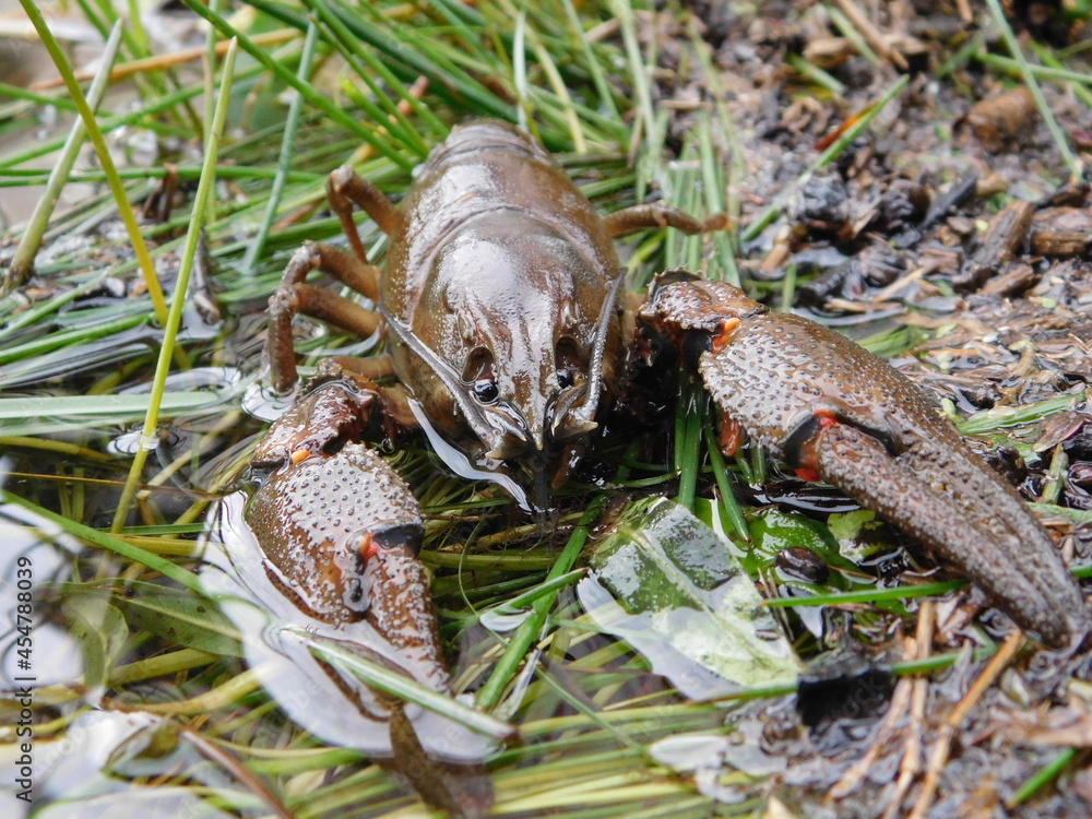 Astacus astacus, the European crayfish, noble crayfish, or broad ...