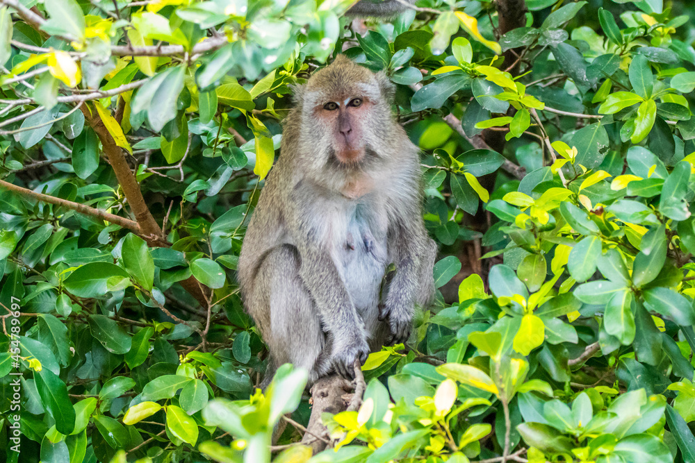 Foto de Monkey is a common name that may refer to most mammals of the ...